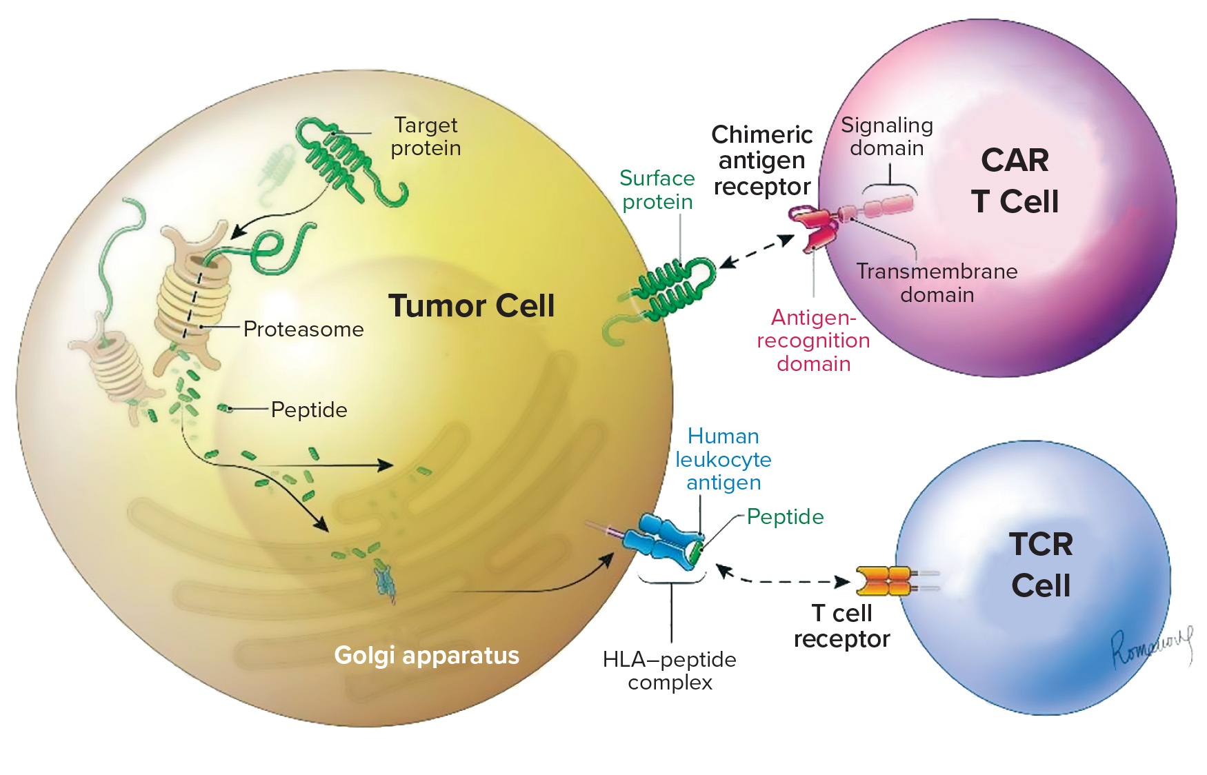 CAR - t细胞疗法:同种异体的出路?- BioProcess International