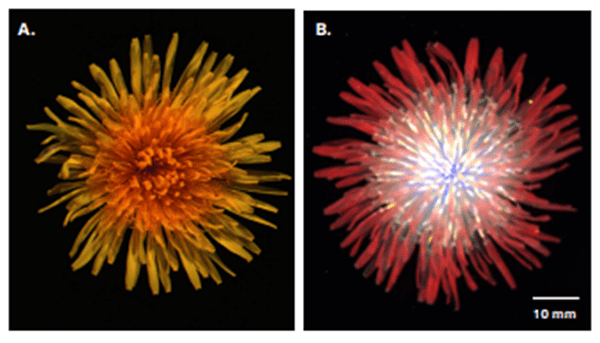ImageQuant 800 Western Blot Imaging Systems - BioProcess International